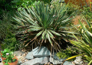 asdde - C J Firminger